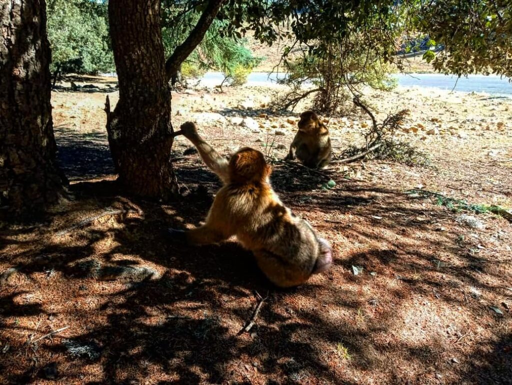 2-Days Tour from Fez to Marrakech & Merzouga Sahara